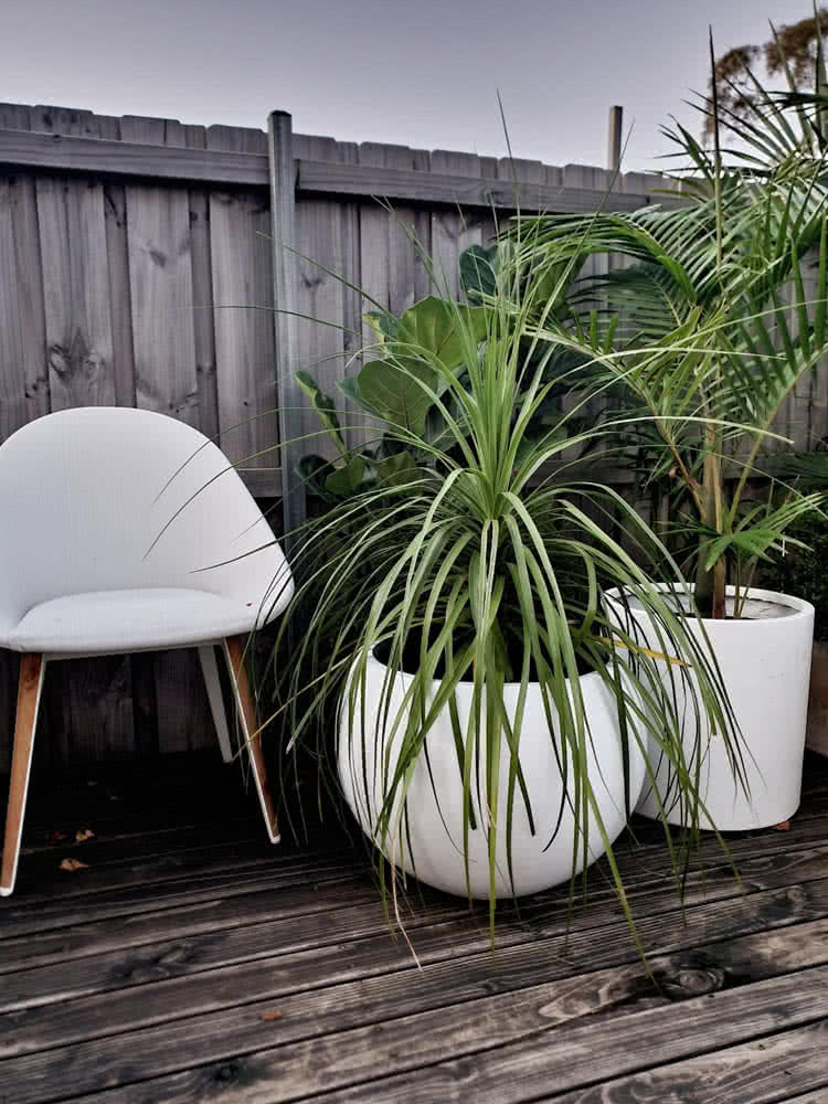 Ball Planters call us 24/7 on 1300 139 173